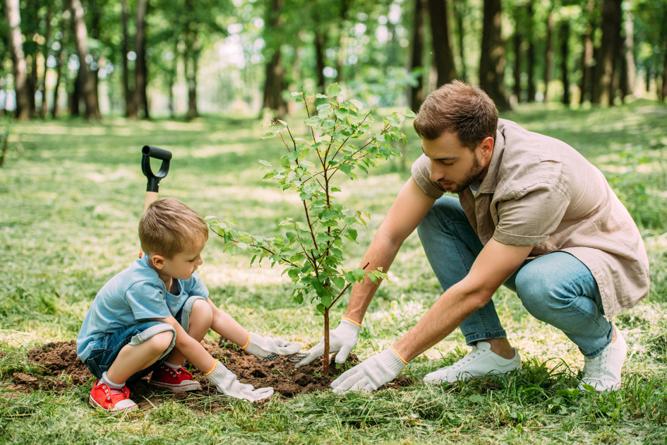 Memorial Tree Planting: Best Plants & Trees for Ashes | LYLG